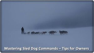 Mastering Sled Dog Commands – Tips for Owners – PetPawful.com